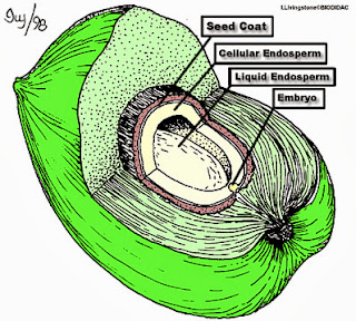 Plant of the Day: Plant of the Day is: Cocos nucifera or Coconut