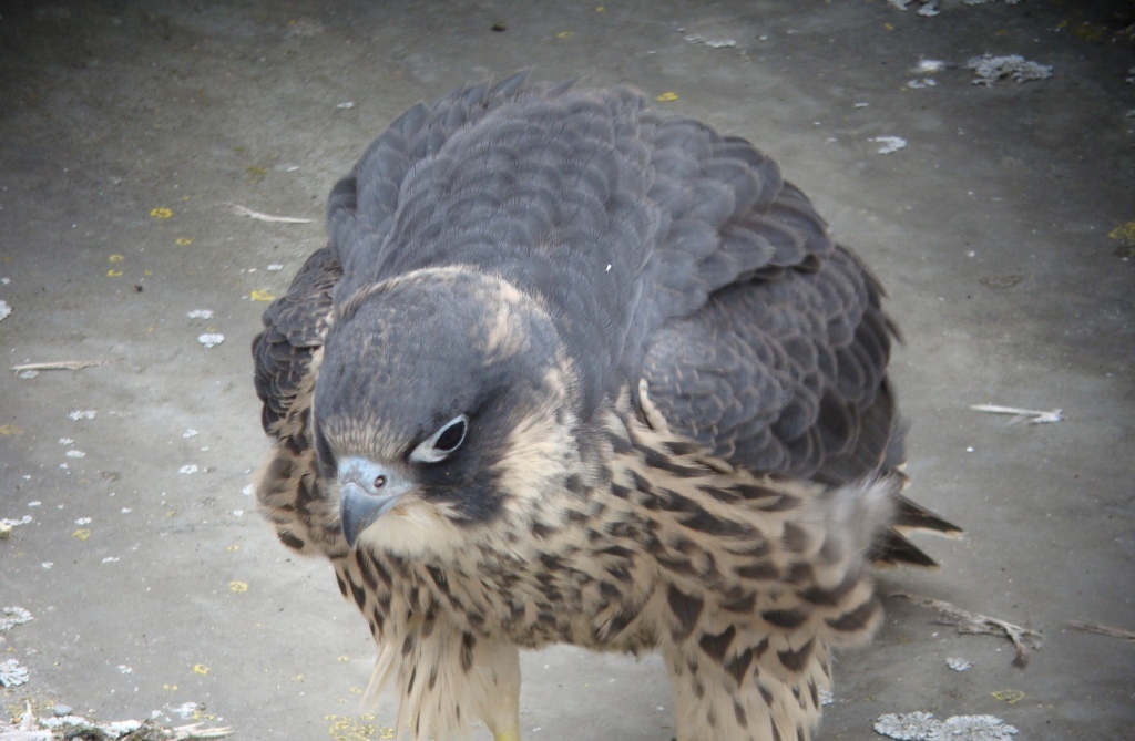 BOC bird sightings: June 2011