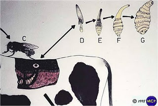 LAS MOSCAS: LA MOSCA DEL TORSALO