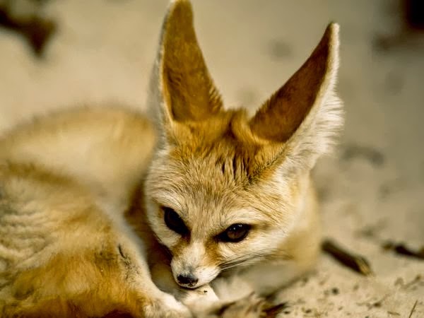 Rubah Nokturnal (Fennec Fox) | Dunia Binatang Lucu