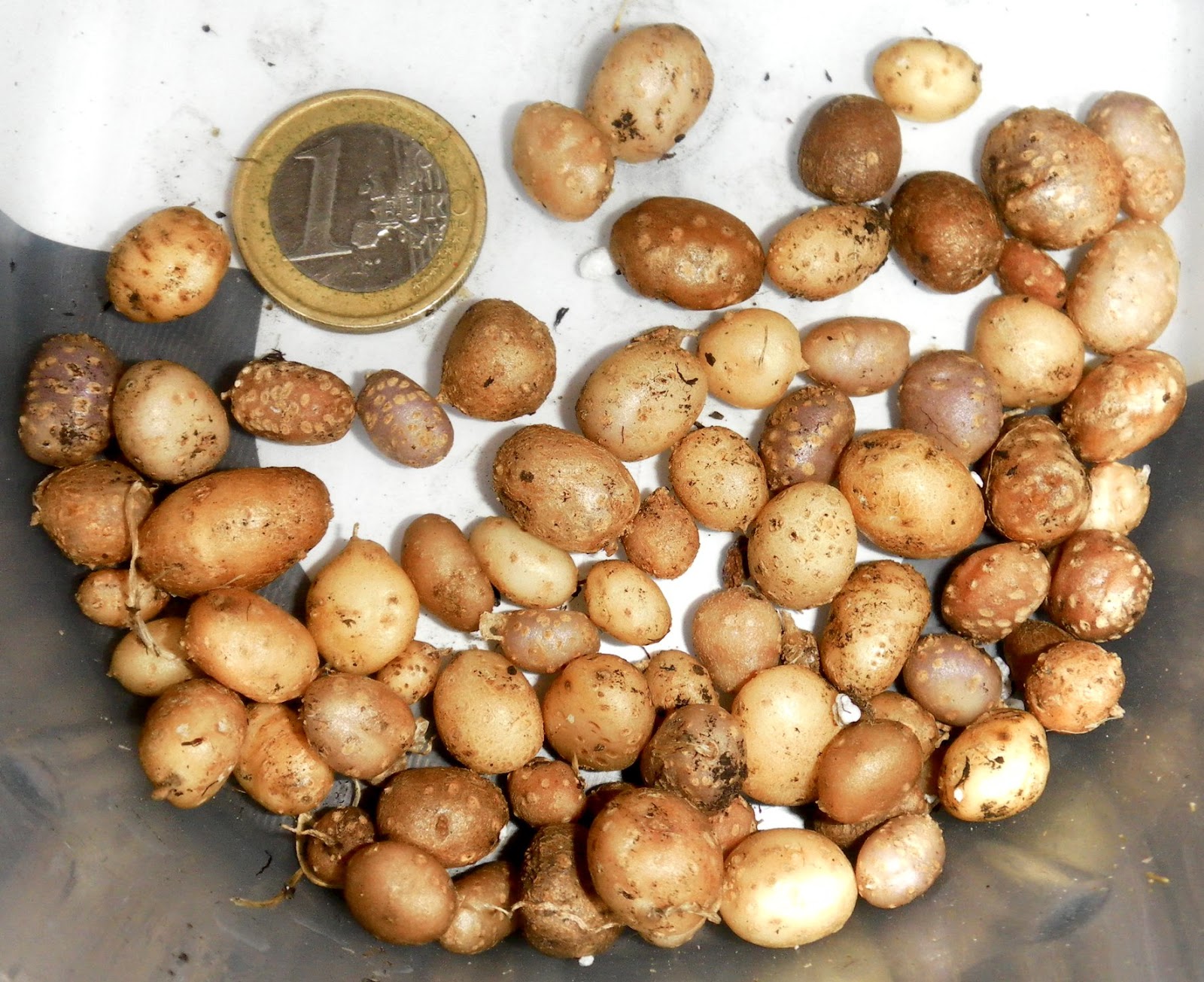 Scirpidiella's Plants: Wild Potatoes (Solanum sect. Petota)