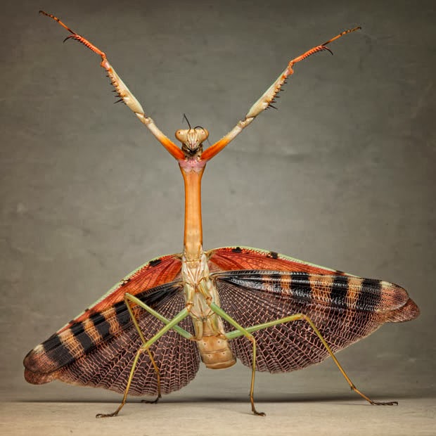 Praying Mantis: The praying mantis