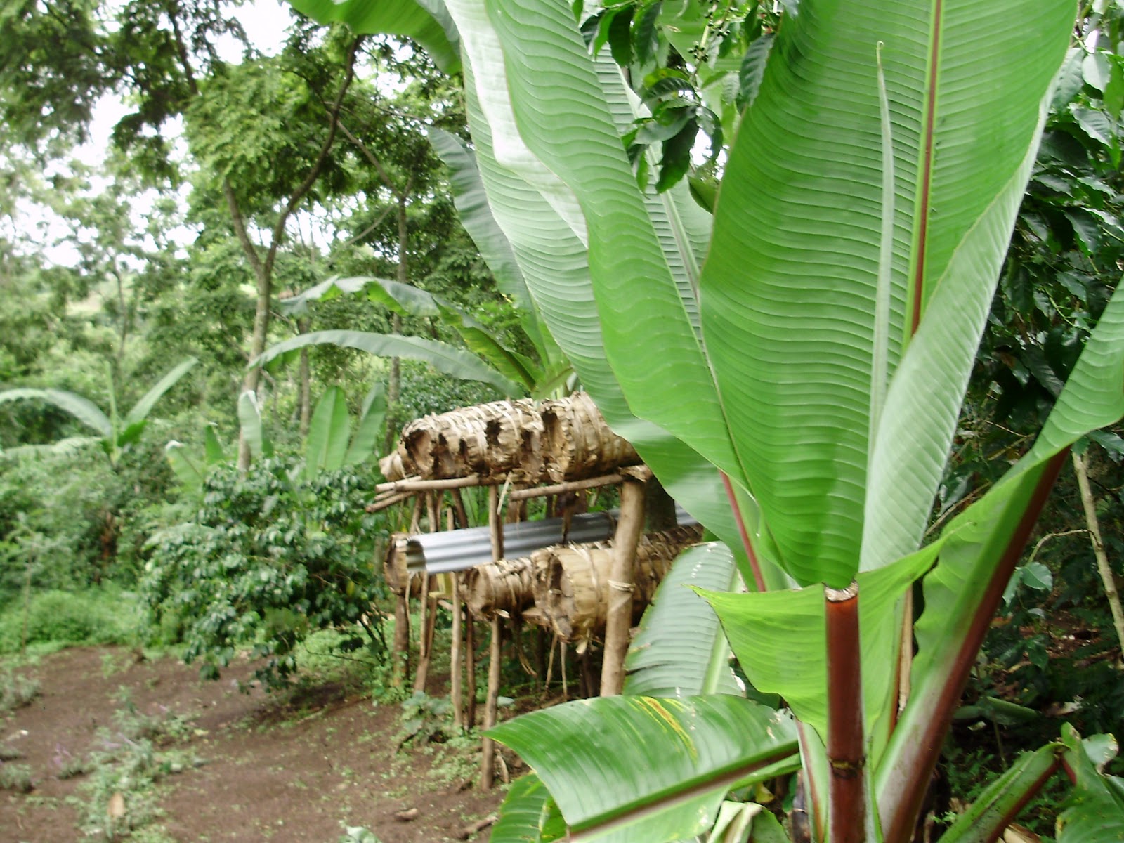 March Forward, Dear Mother Ethiopia!: Agroforestry in southern Ethiopia
