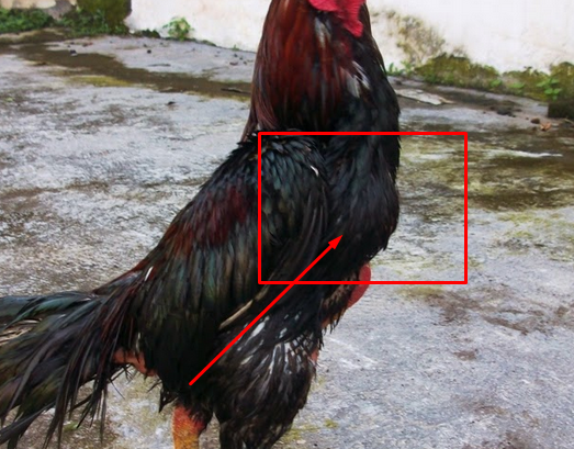 proses pencernaan ayam terbaru - Elinotes review