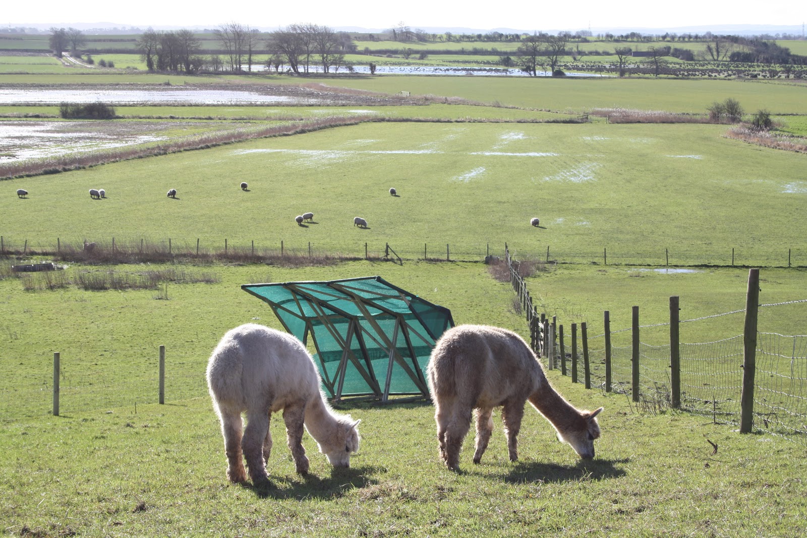 Apple Vale Alpacas: Mobile shelter launched (nearly)