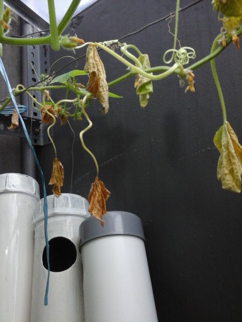 Busuk Akar dan Cara Menanganinya Pada Tanaman Hidroponik