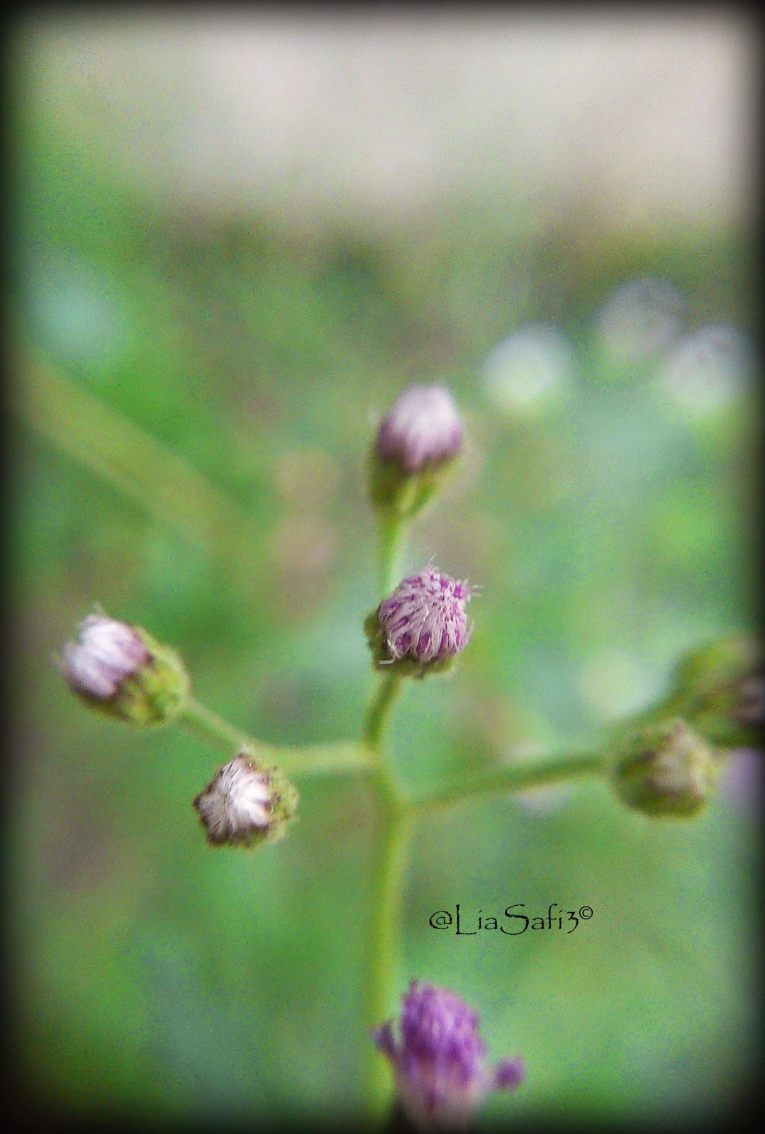 Sawi Langit (Vernonia cinerea) | GUIDENESIA