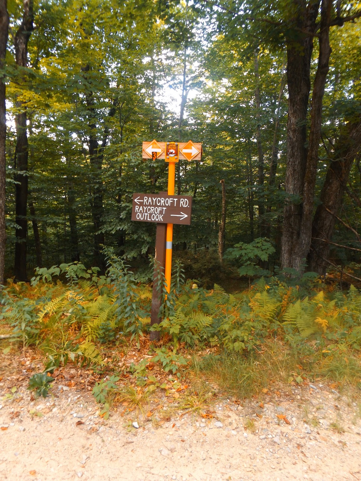 Walking Man 24 7: Monroe State Forest(Northern Berkshires)