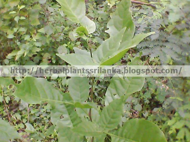 AEGLE MARMELOS -බෙලි පැලයක්