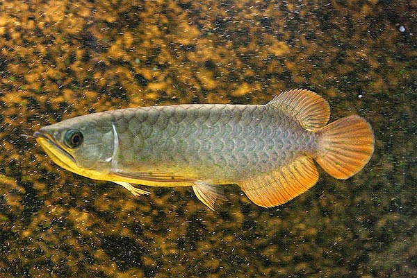 ikan: arwana red banjar