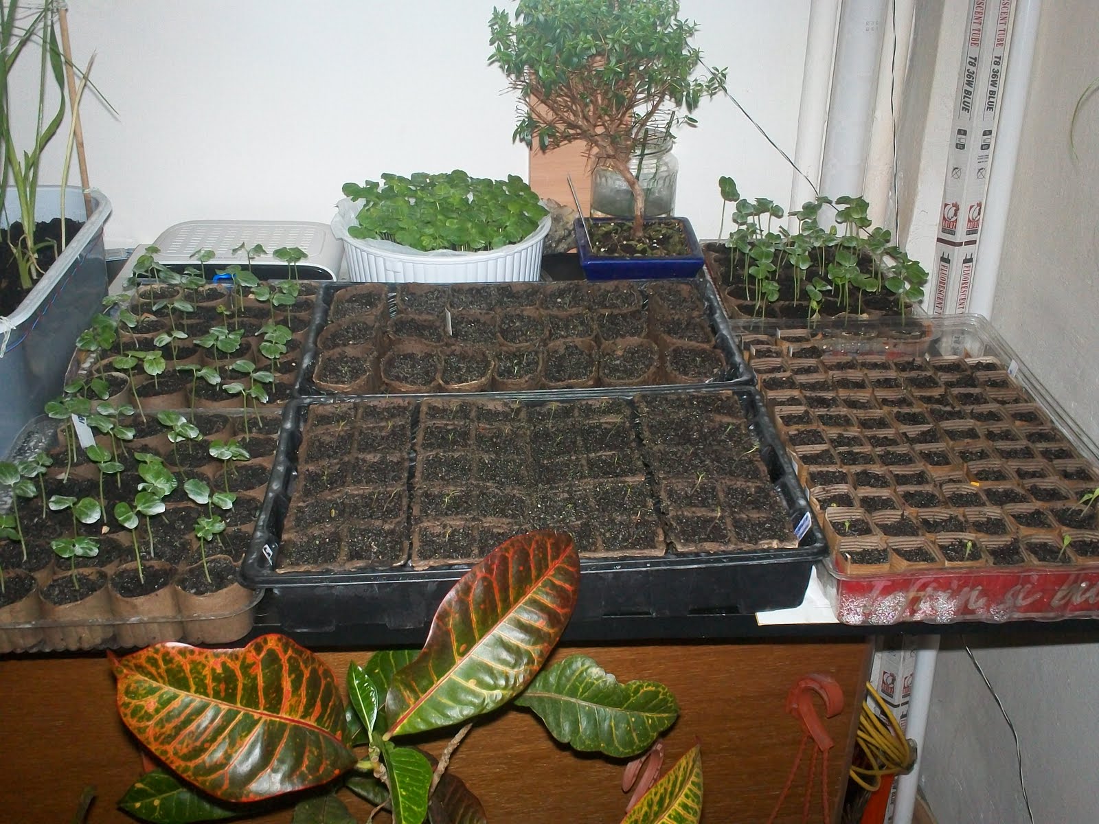 Rasaduri februarie | BRICOLAJ - GRADINA - SFATURI si IDEI