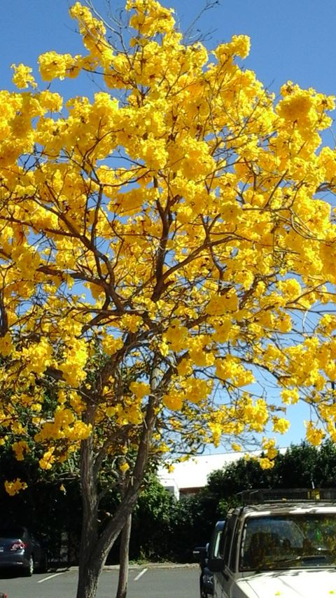 Photographic Handbook of Phil. Plants and Flowers: T