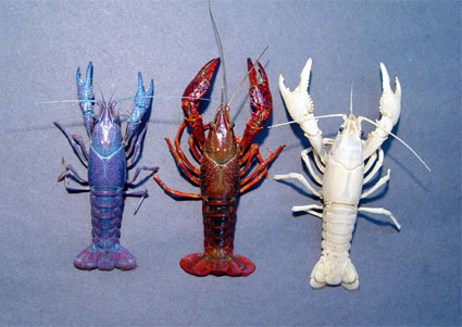 The more colorful crayfish caught | SokSeH SaNa SiNi