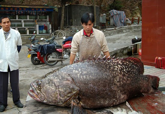 Big Fishes of the World: GROUPER GIANT page 2