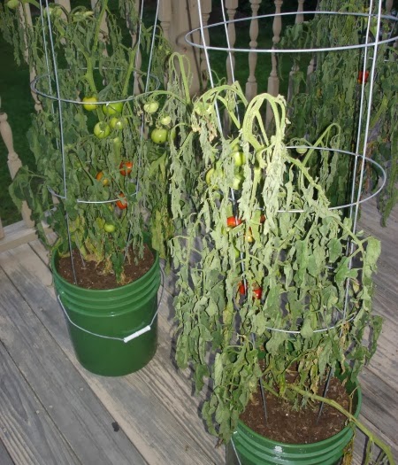 Grow Great Tomatoes Using container gardening methods | Garden Park