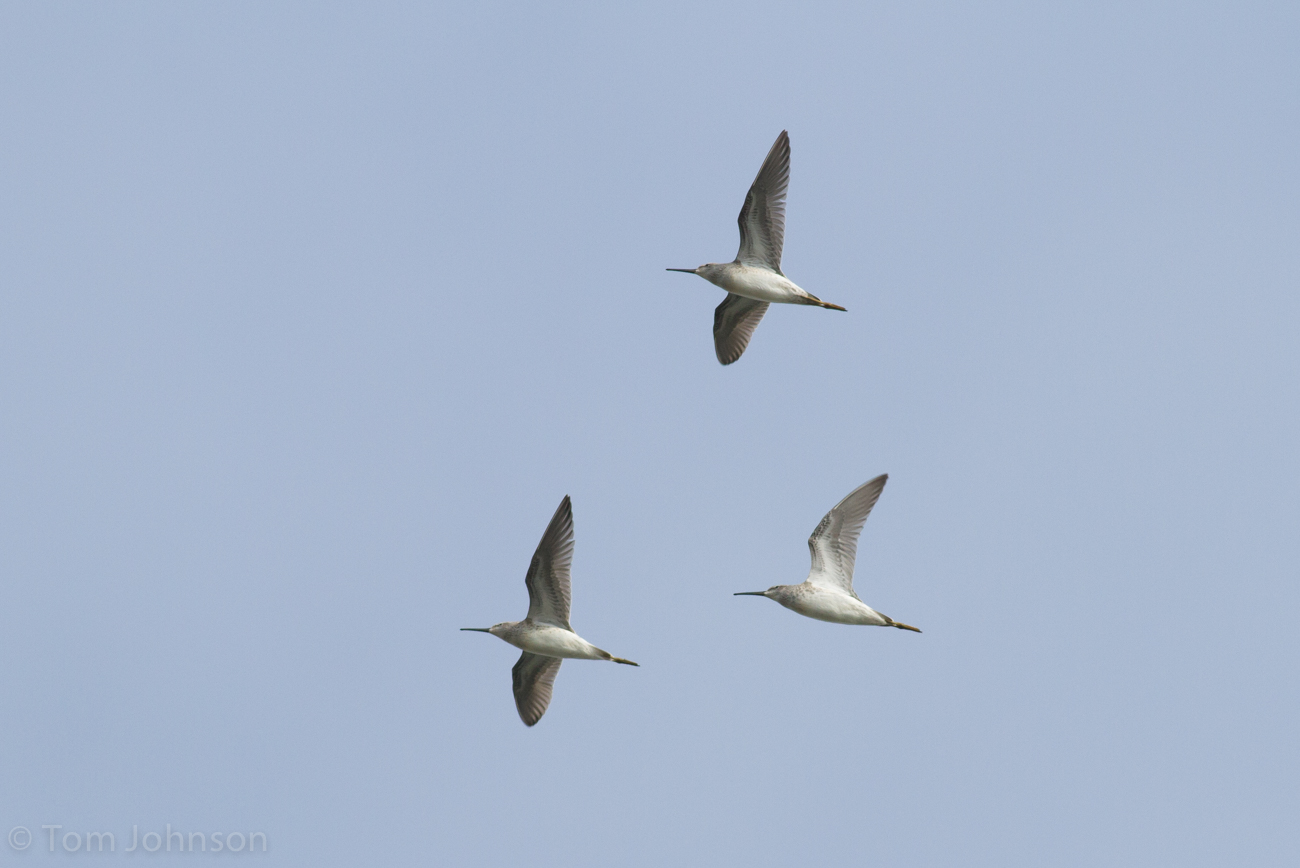 View from the Cape: Identifying shorebirds in flight - Stilt Sandpiper