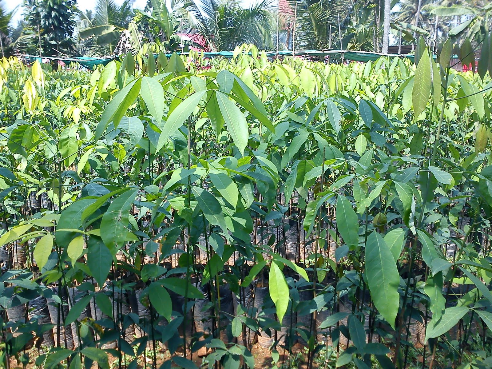 MANAKUZHIYIL RUBBER NURSERY