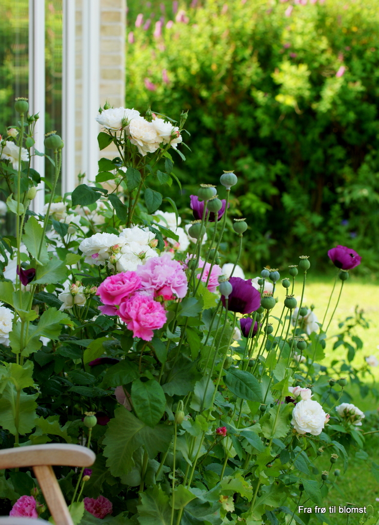 Fra frø til blomst: Valmuer