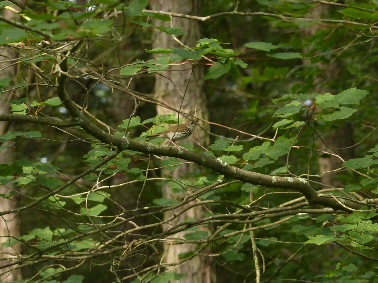 Birds & Words: Michael Huber Prairie Warbler Preserve Birds & Words: Michael Huber Prairie Warbler Preserve