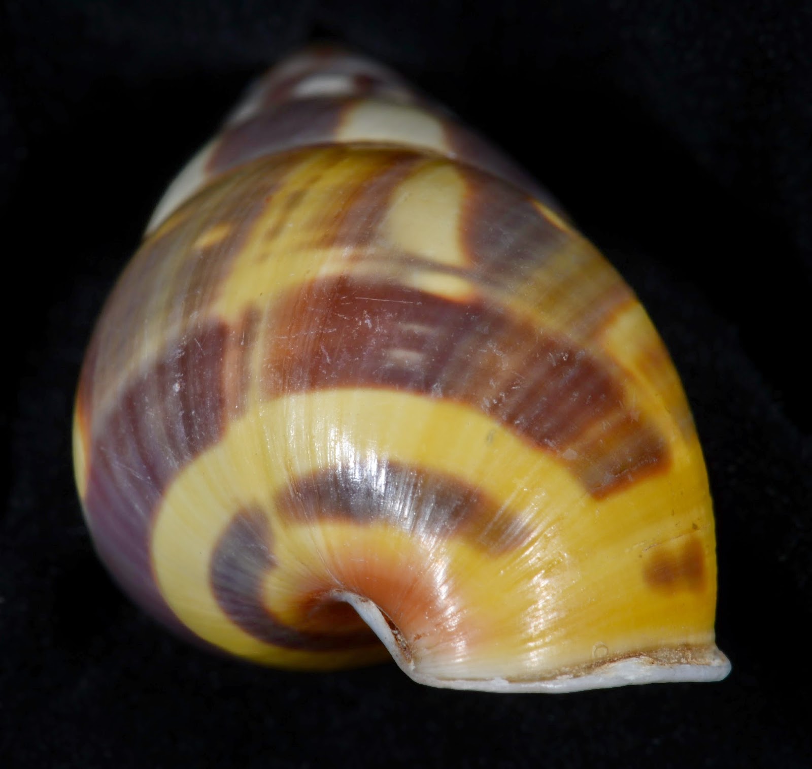Dr. Lee's Gallery Museum: Amphidromus quadrasi f. dubius 28.68mm