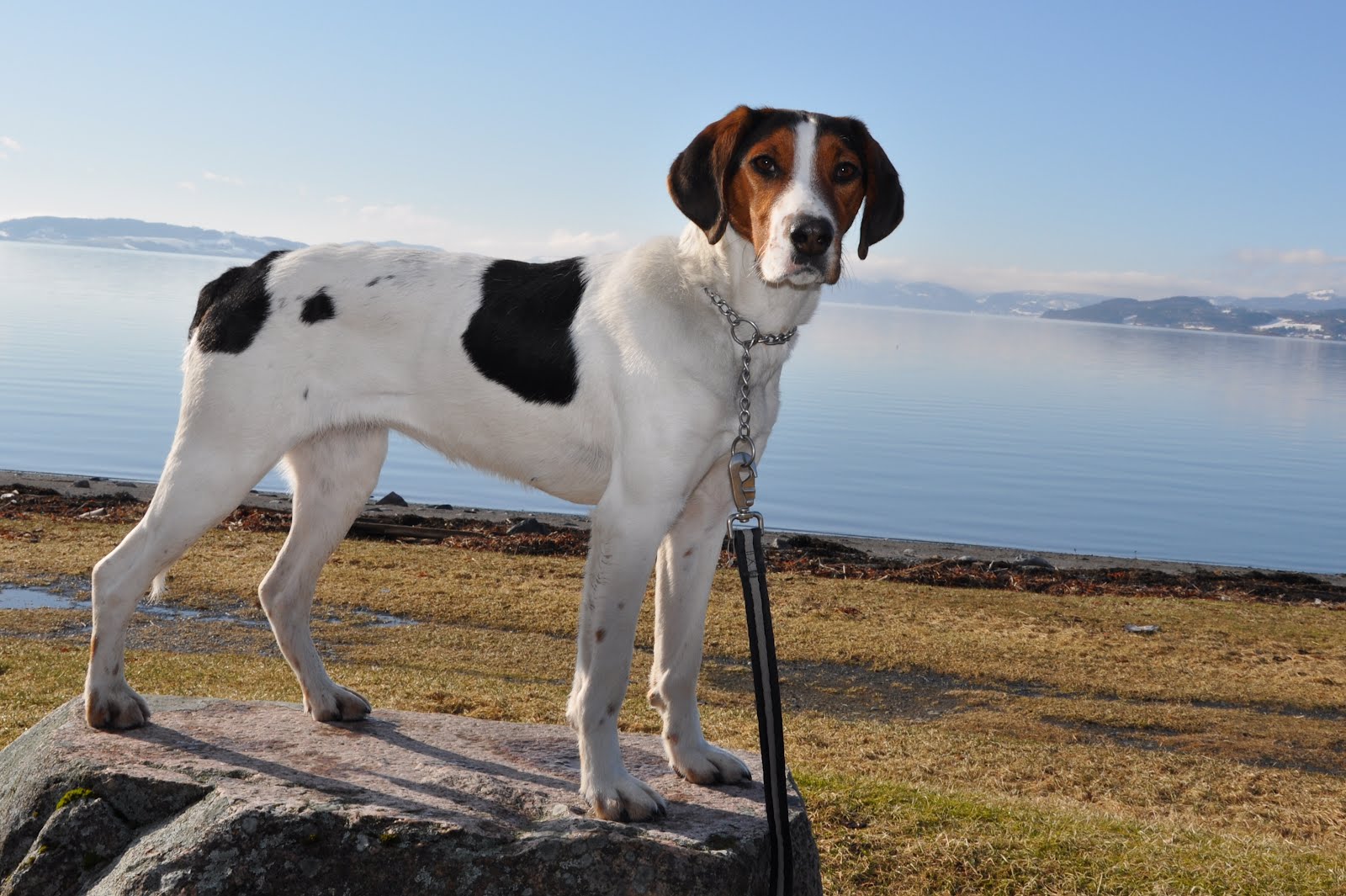 Do Halden Hound Bark A Lot