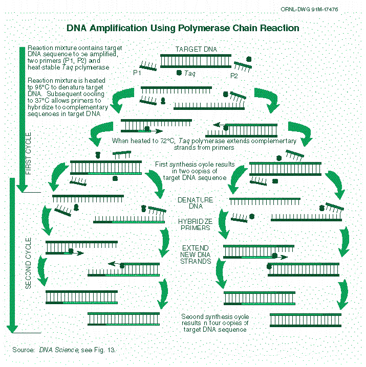 Gene Cloning: How does gene cloning work?