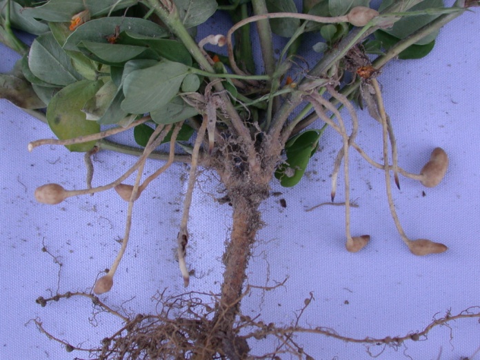 NCSU PDIC: Time for Peanut Disease Control
