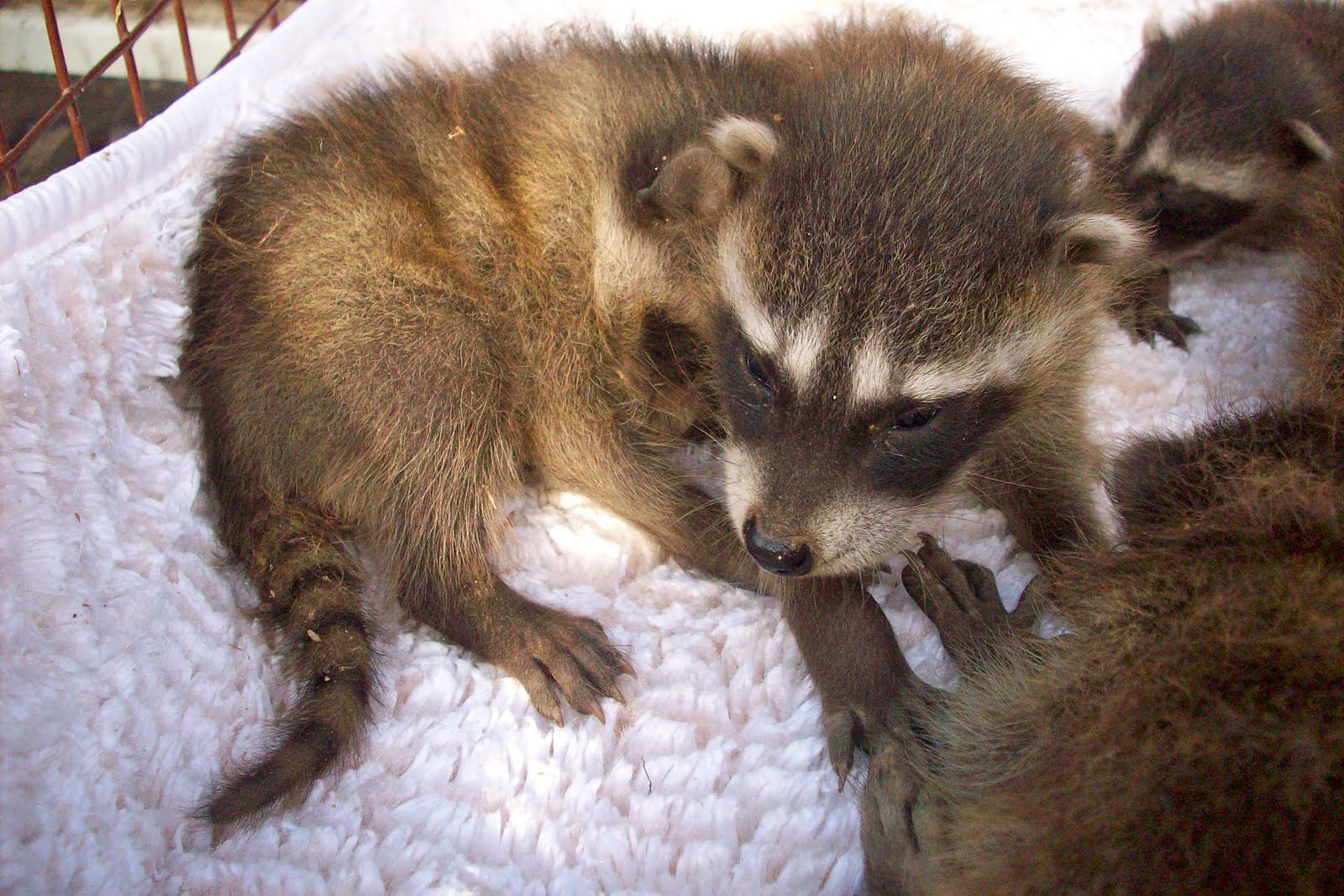 All City Animal Trapping: Raccoon Control in La Canada, Raccoon Removal ...