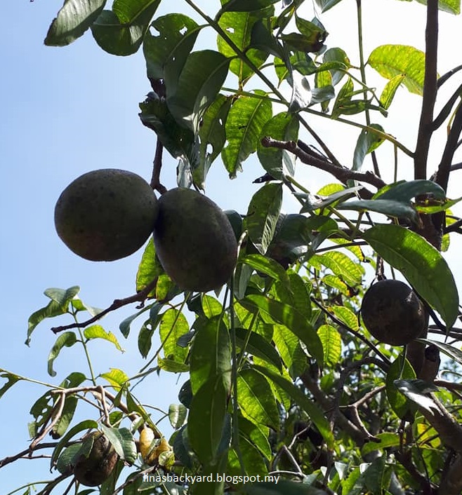 Butter Fruit & Ambra In Putrajaya