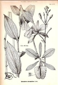 Amo Orquideas: Epistephium sclerophyllum Lindley