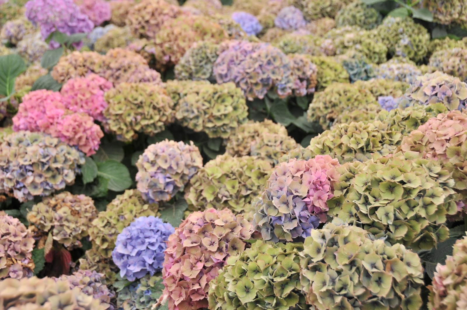 Flower Talk: Pantone Color of the Year 2016