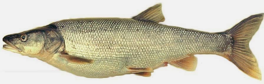 Northern squawfish - Fishes World - HD Images & Free Photos