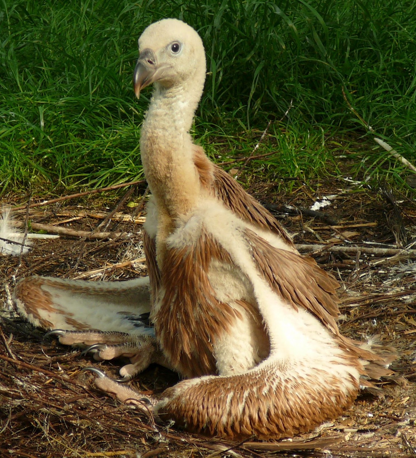 Fascinated by Vultures: 49 days old Eurasian Griffon Vulture chick
