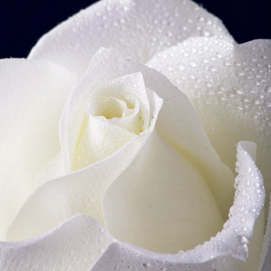 White Roseshttp://my143rose.blogspot.com/