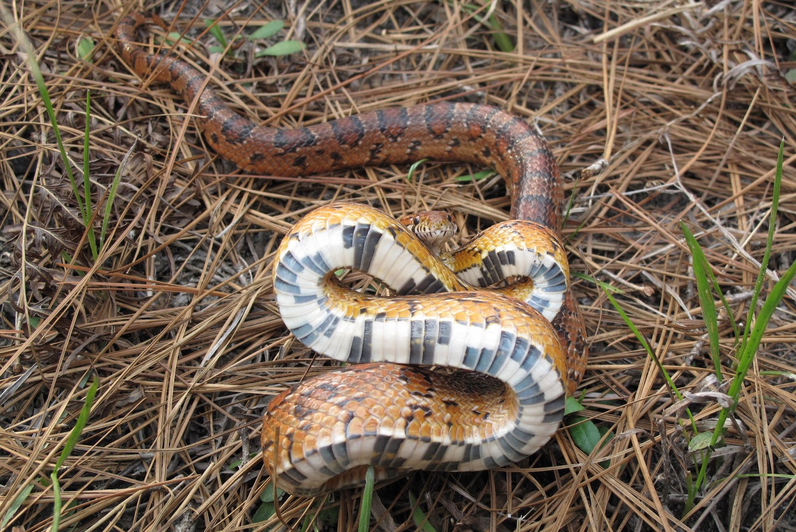 Life is short, but snakes are long: What the State Snakes Should Be ...