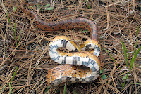 Life is short, but snakes are long: August 2013