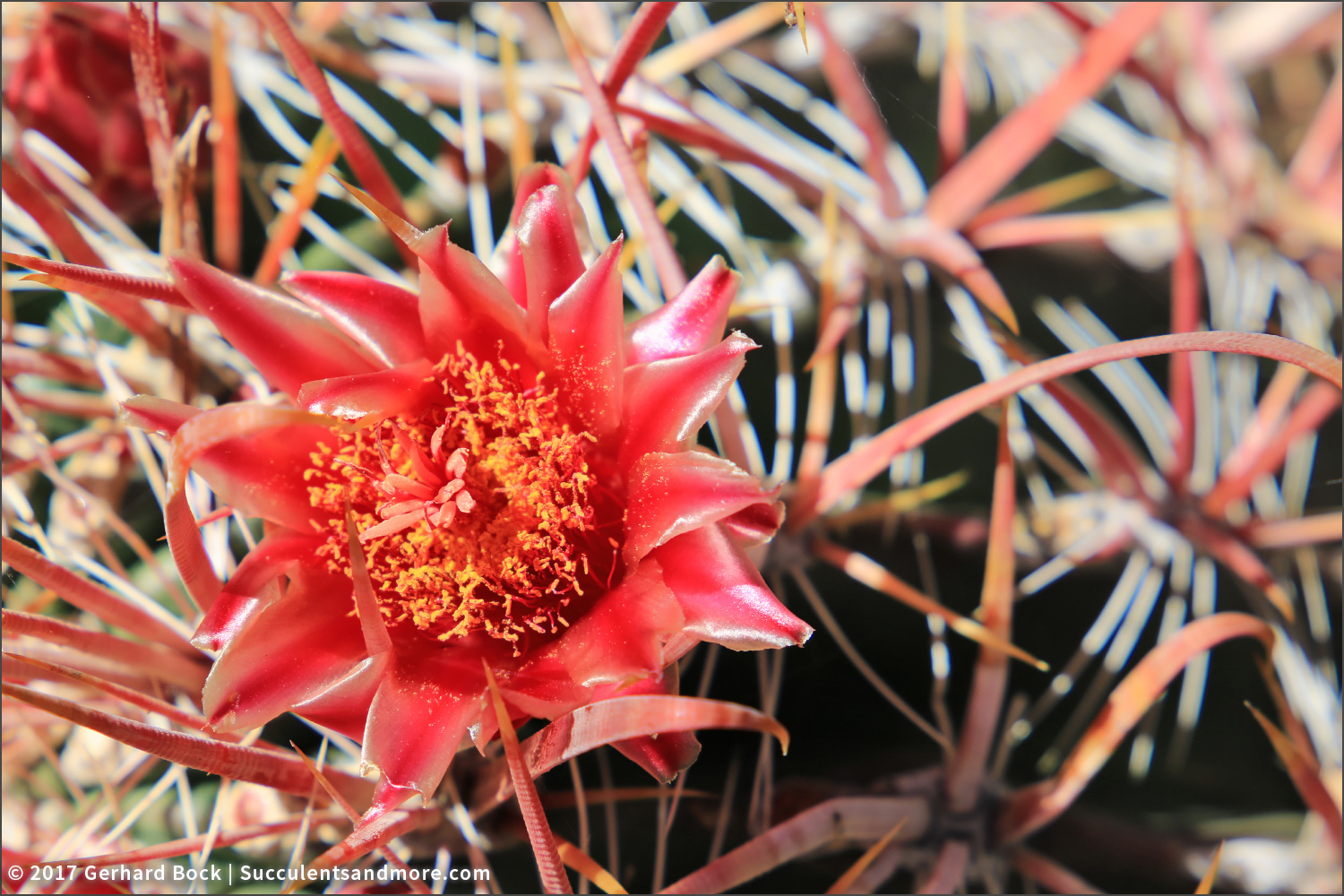 Cactus flowers brighten summer doldrums