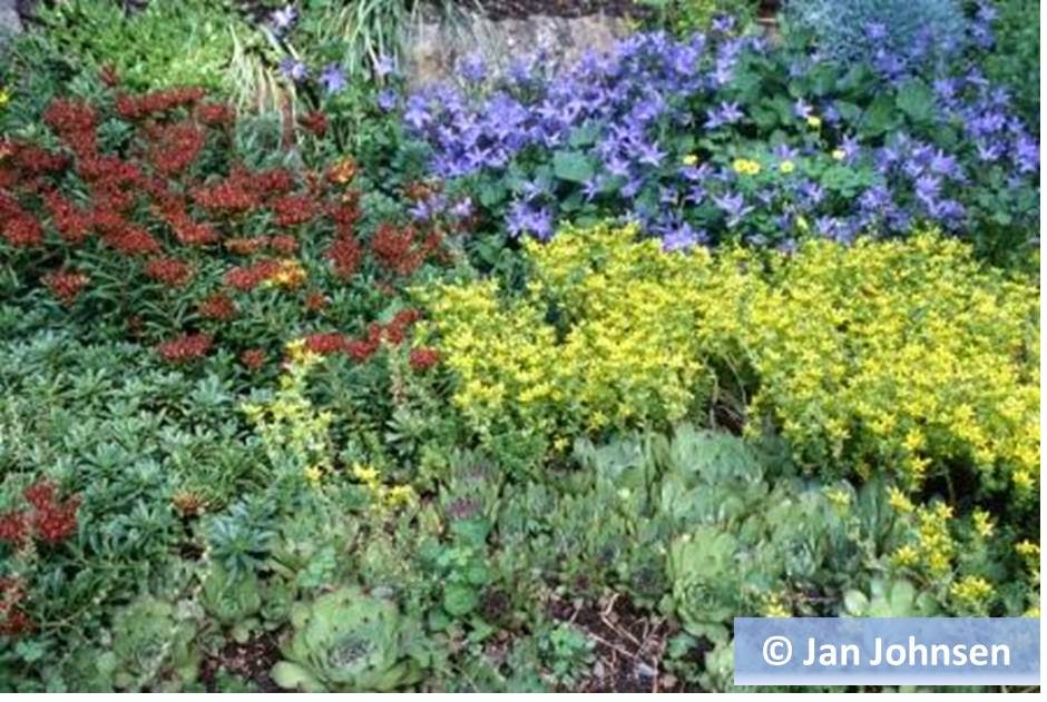Hardy Sedums - Some Great Varieties to Try!