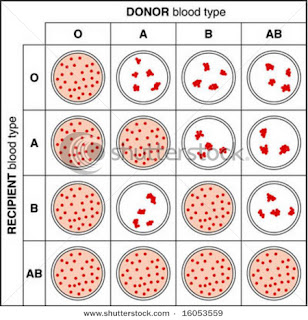 Cross-matching Blood - Imad Analis Blog