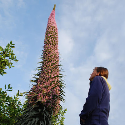 ECHIUM PININANA |The Garden of Eaden