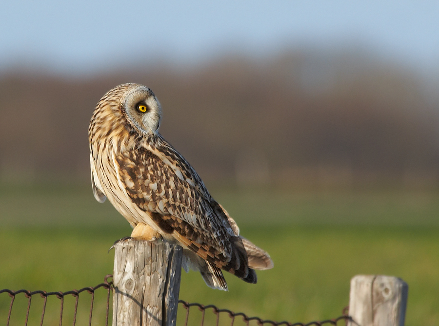 Annula Fotografie http://anniezon.blogspot.nl/: Mijn Uilen uurtje