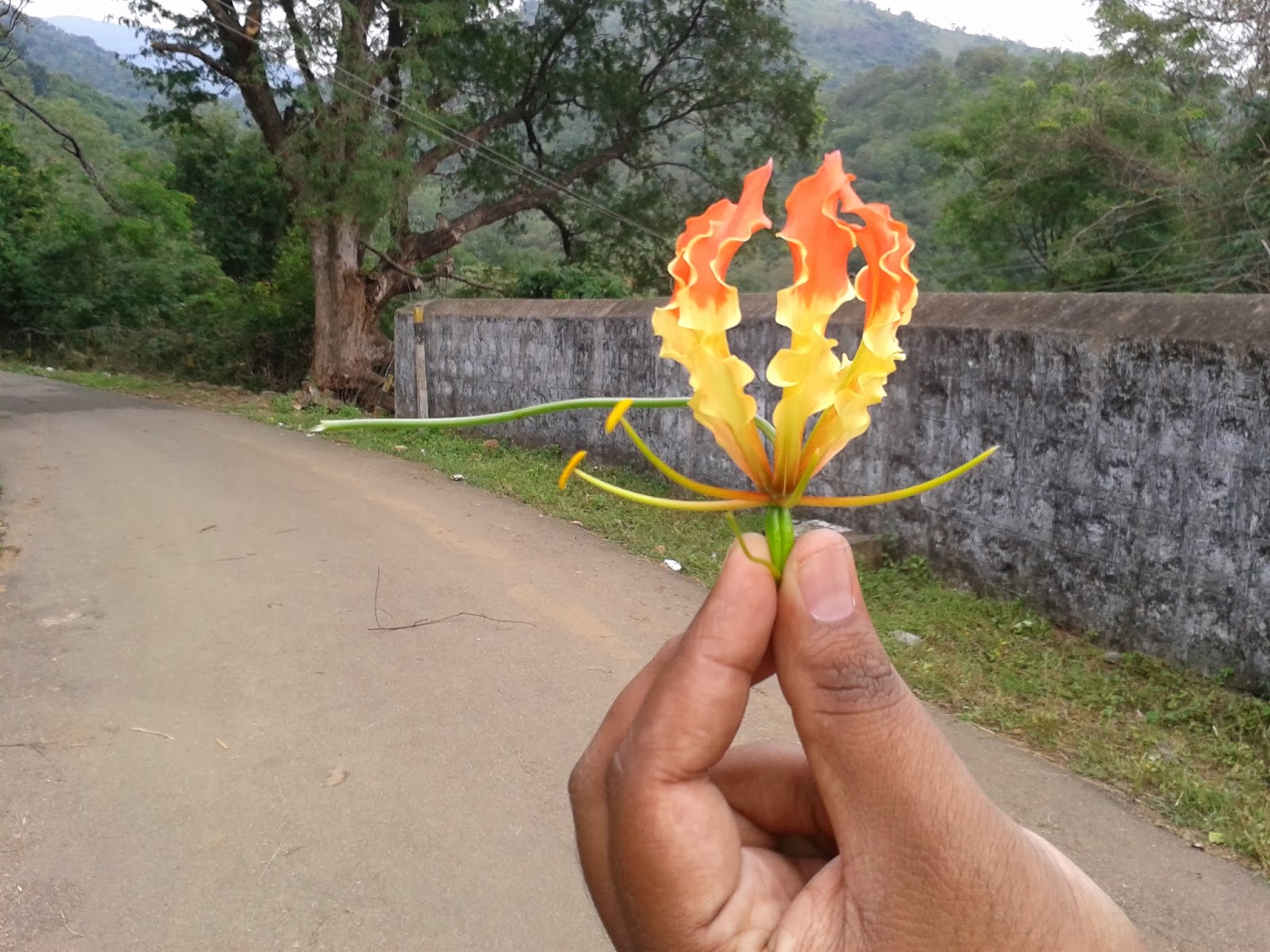 Photokalem - புகைப்படகளம்: Kandhal Malar - Kandhal Flower