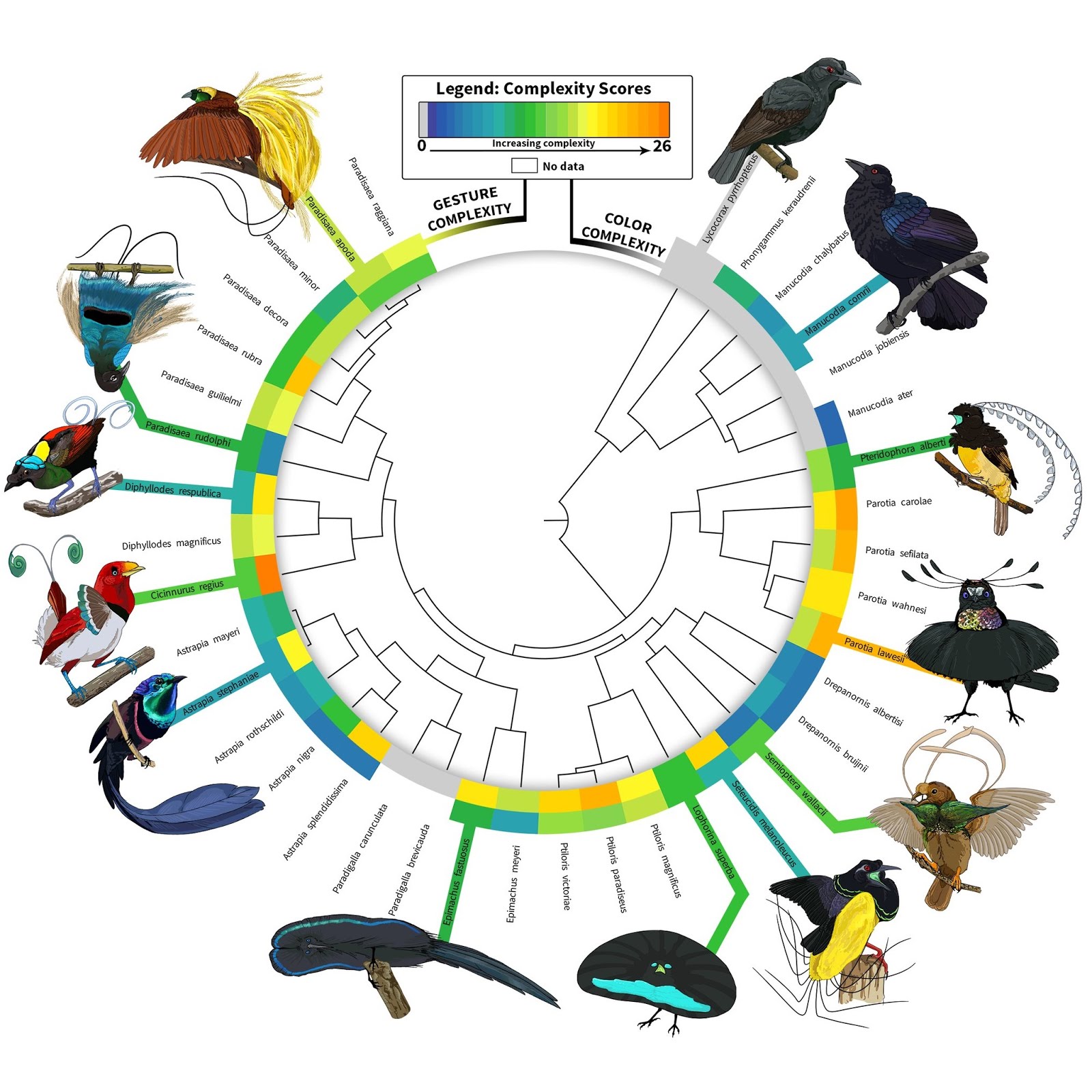Species New to Science: [Ornithology / Ecology • 2018] Synergistic ...