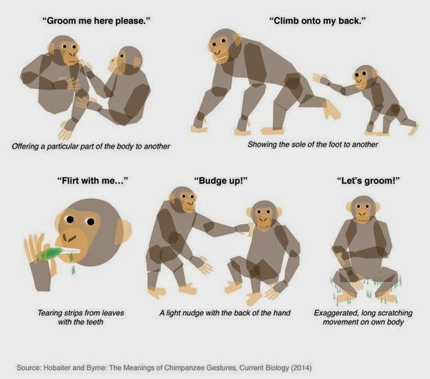 The Monkey Buddha: Understanding Monkey Language