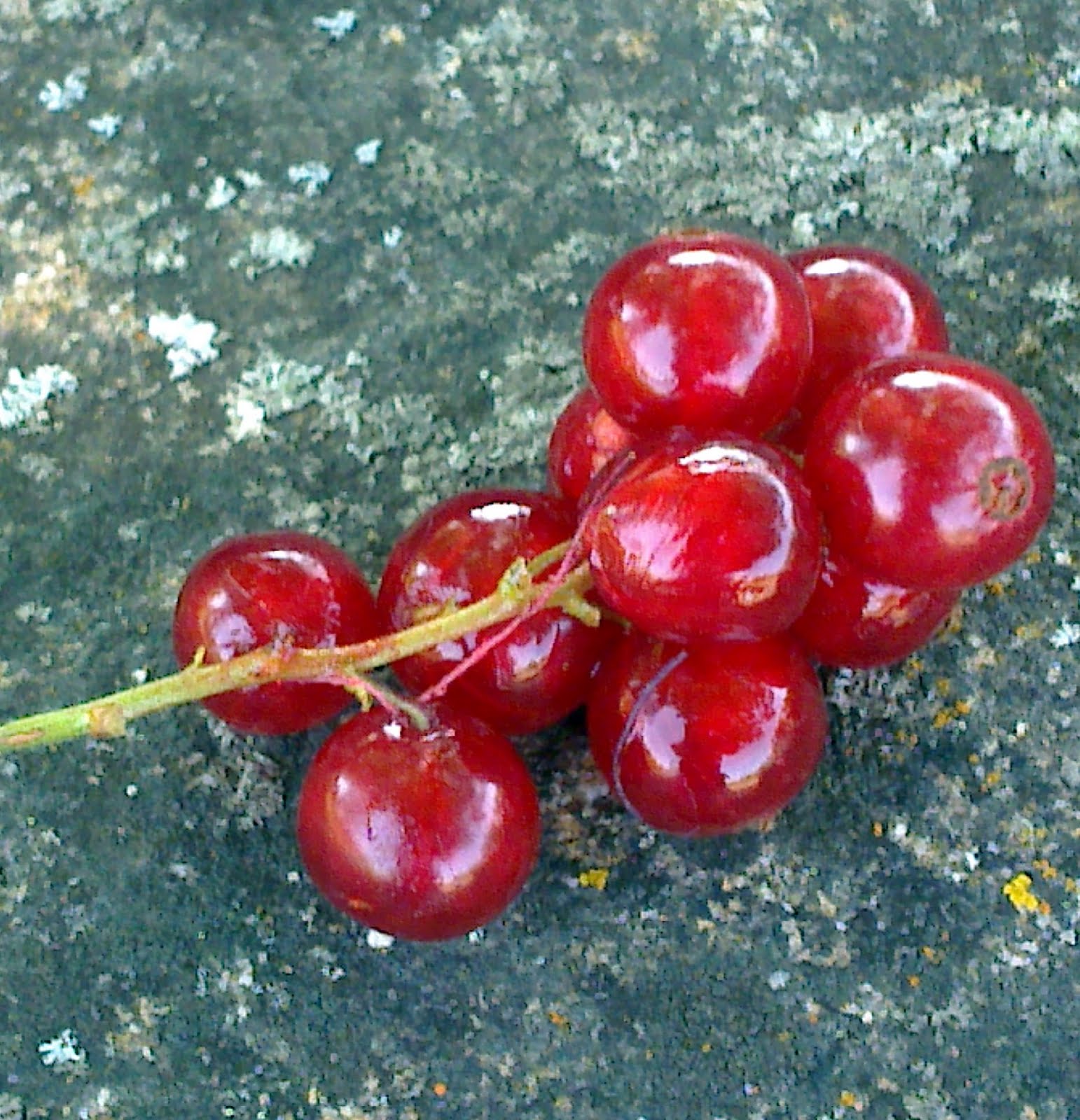 EN EL MONCAYO: Grosella Roja(Ribes rubrum)