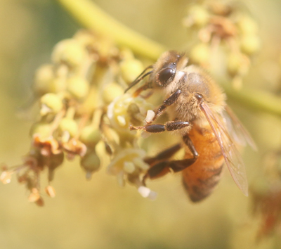 เรื่องของผึ้ง