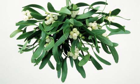 WHAT IS MISTLETOE? |The Garden of Eaden