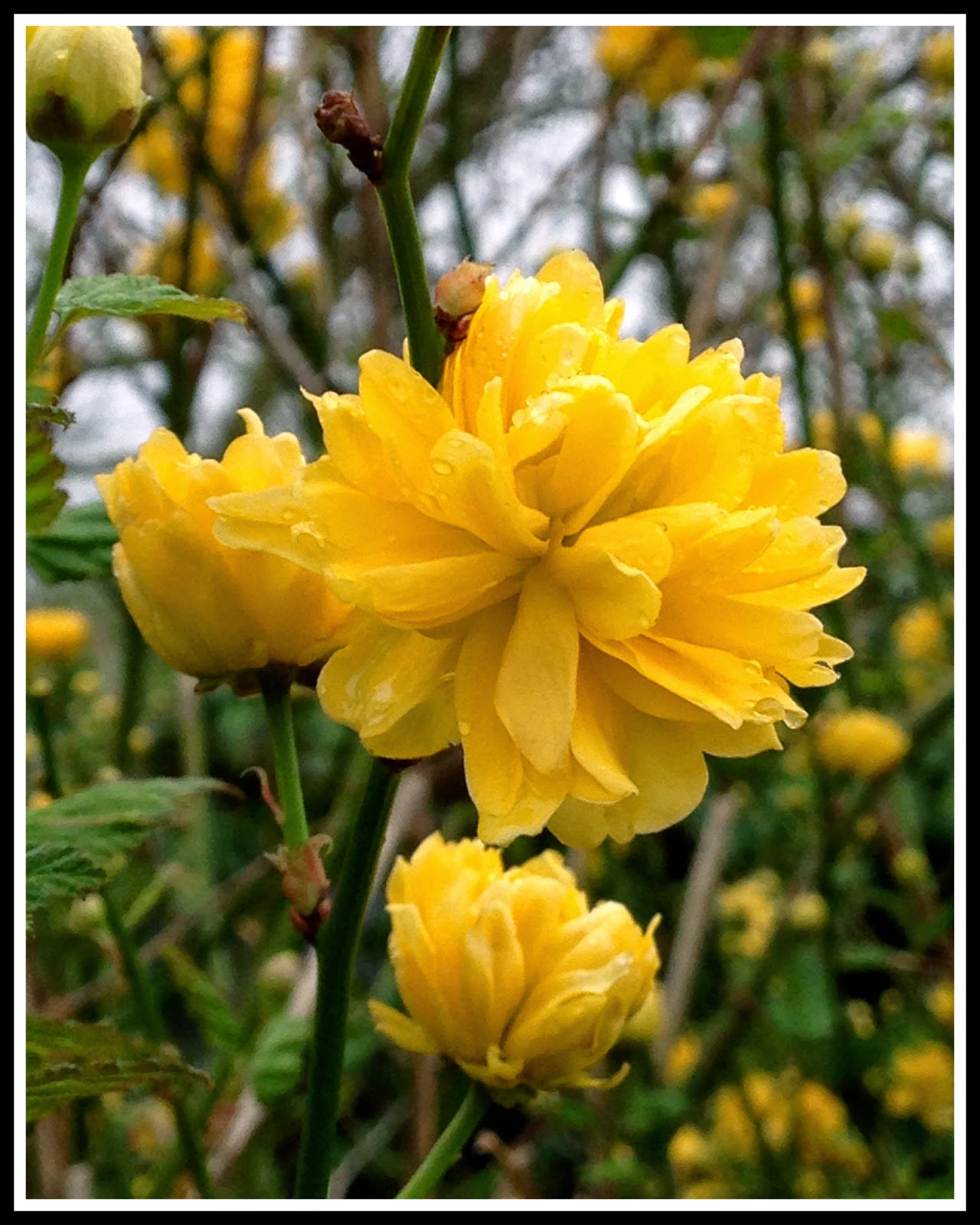 Blomsterland: Japanese Rose