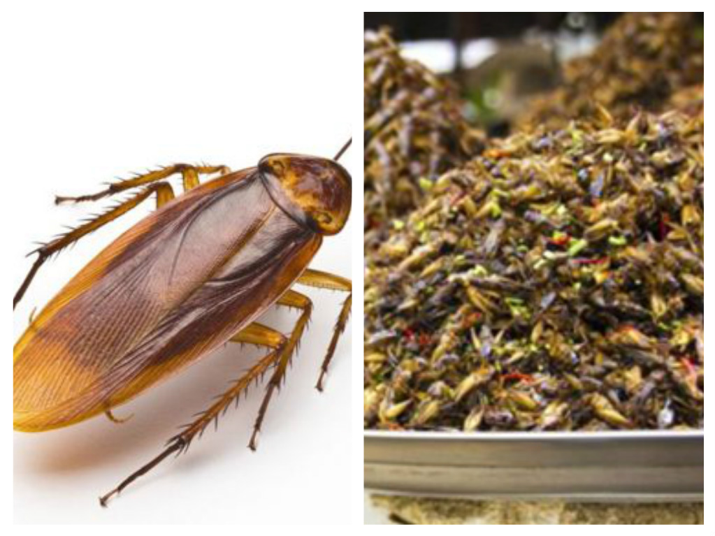 Tanzanie : les cafards, c'est bon pour la santé ! | HabarizaComores.com ...