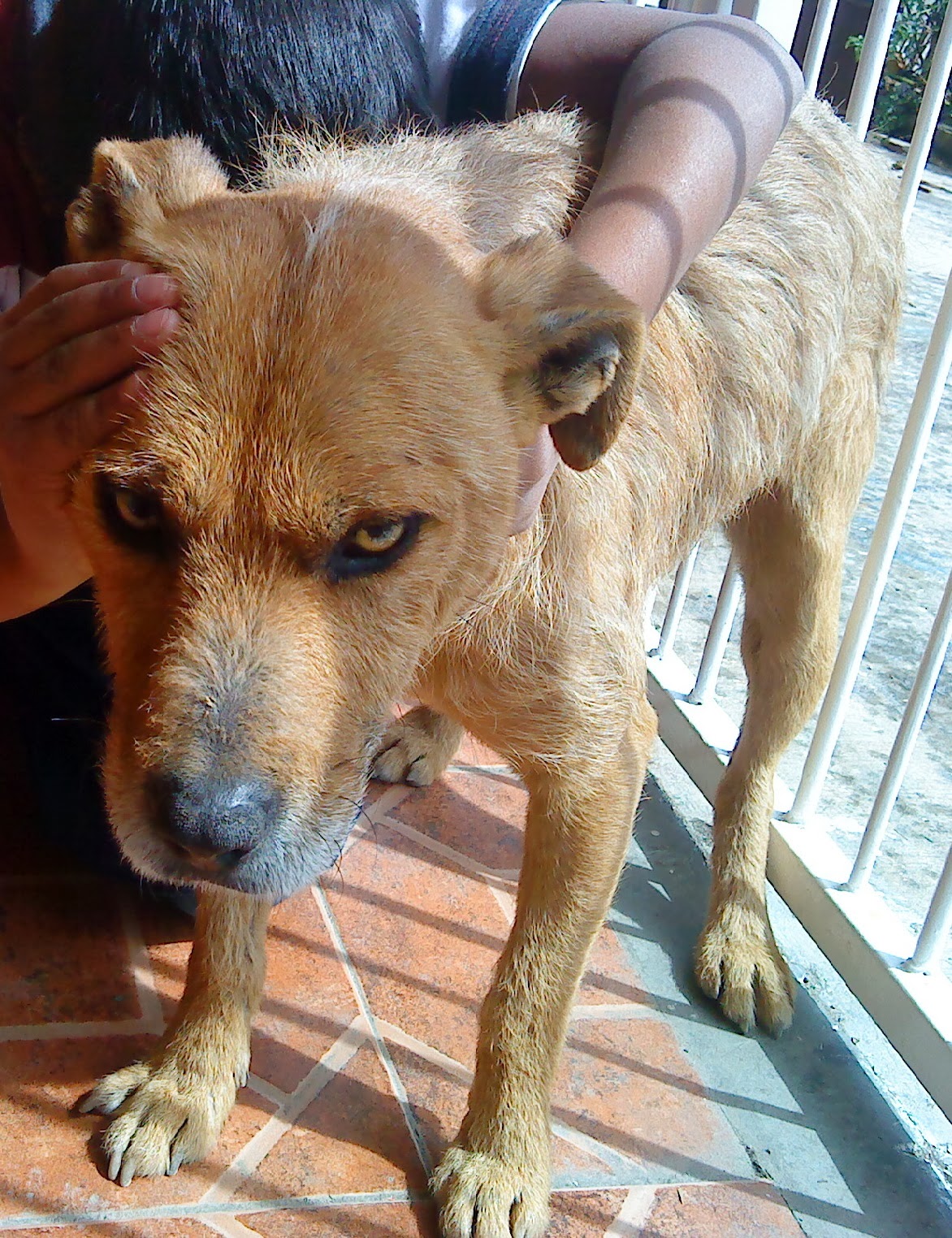 Busca Perros Xalapa: Perrito extraviado